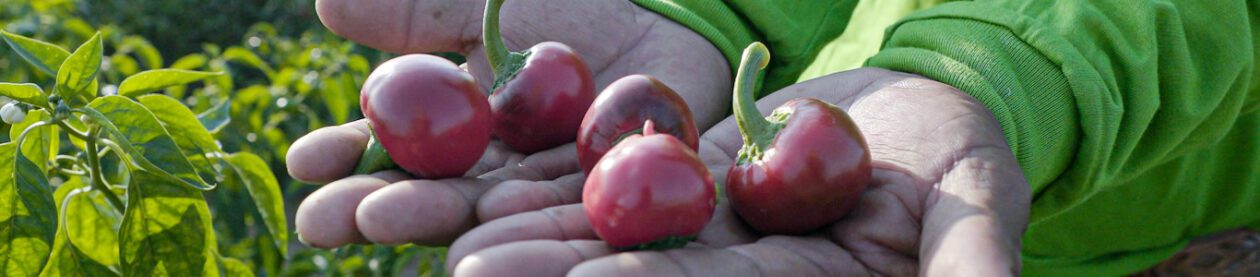 CherryBell®: Our Brands - Leathams