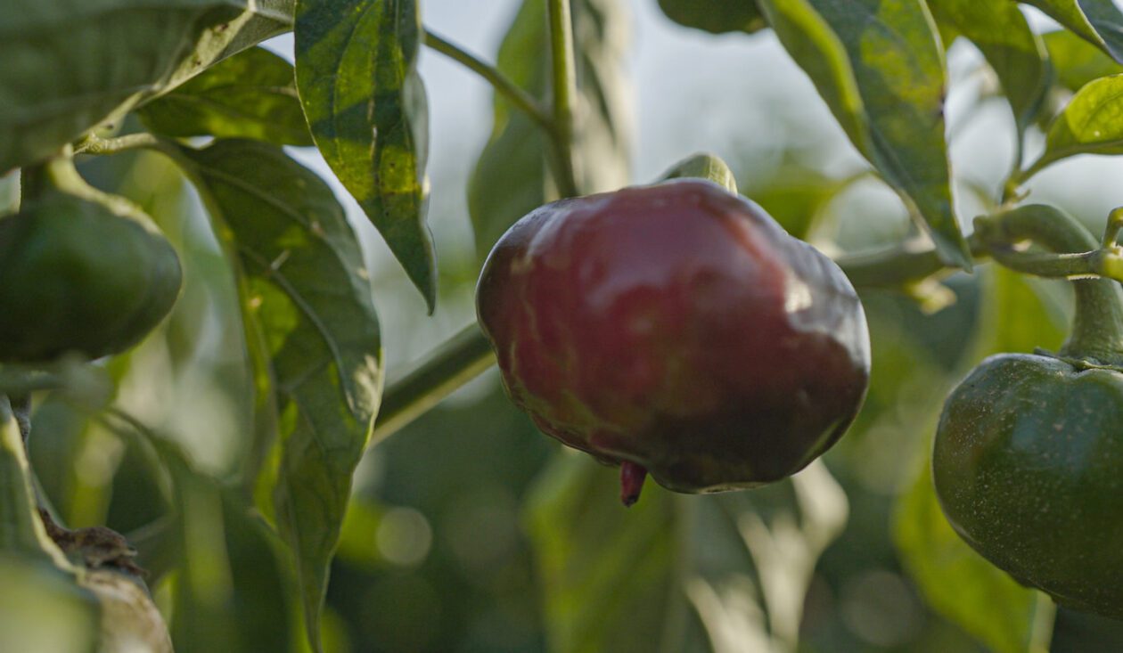 CherryBell® - Leathams