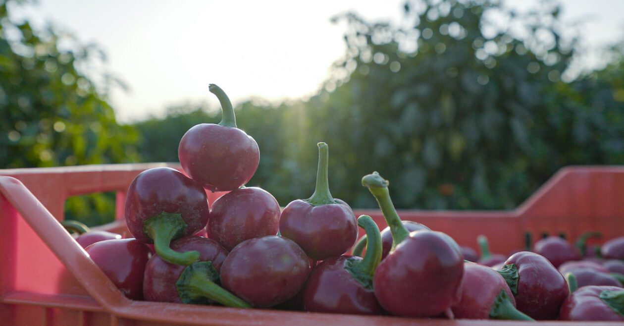 CherryBell® - Leathams