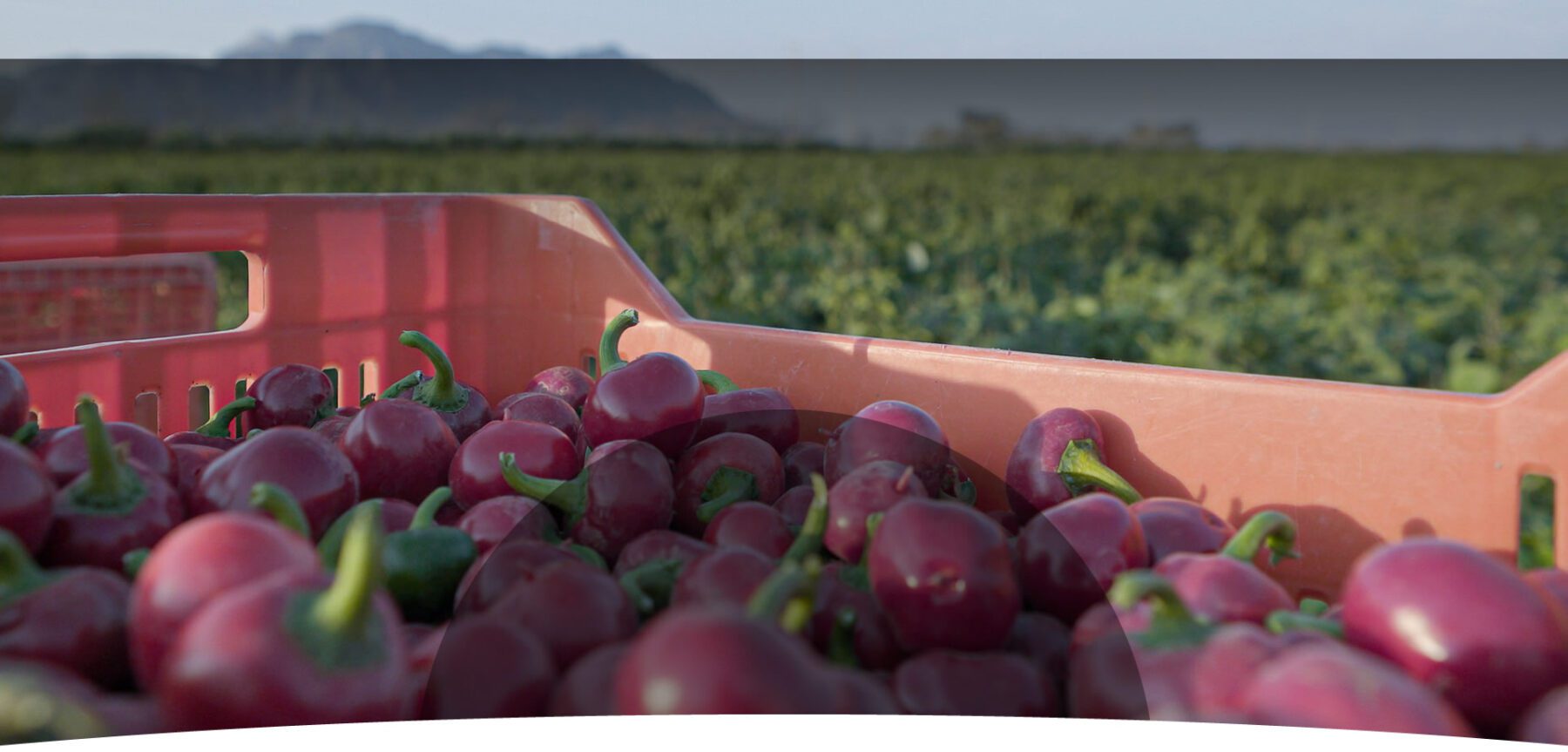 CherryBell® - Leathams