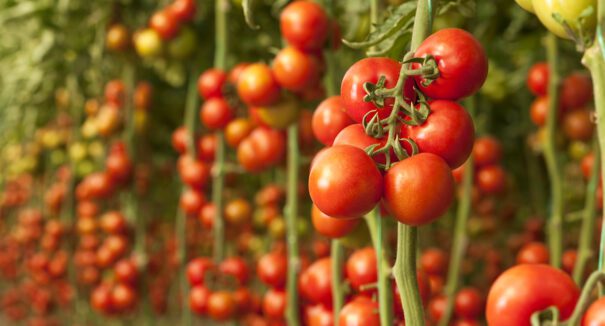 SunBlush® - Leathams